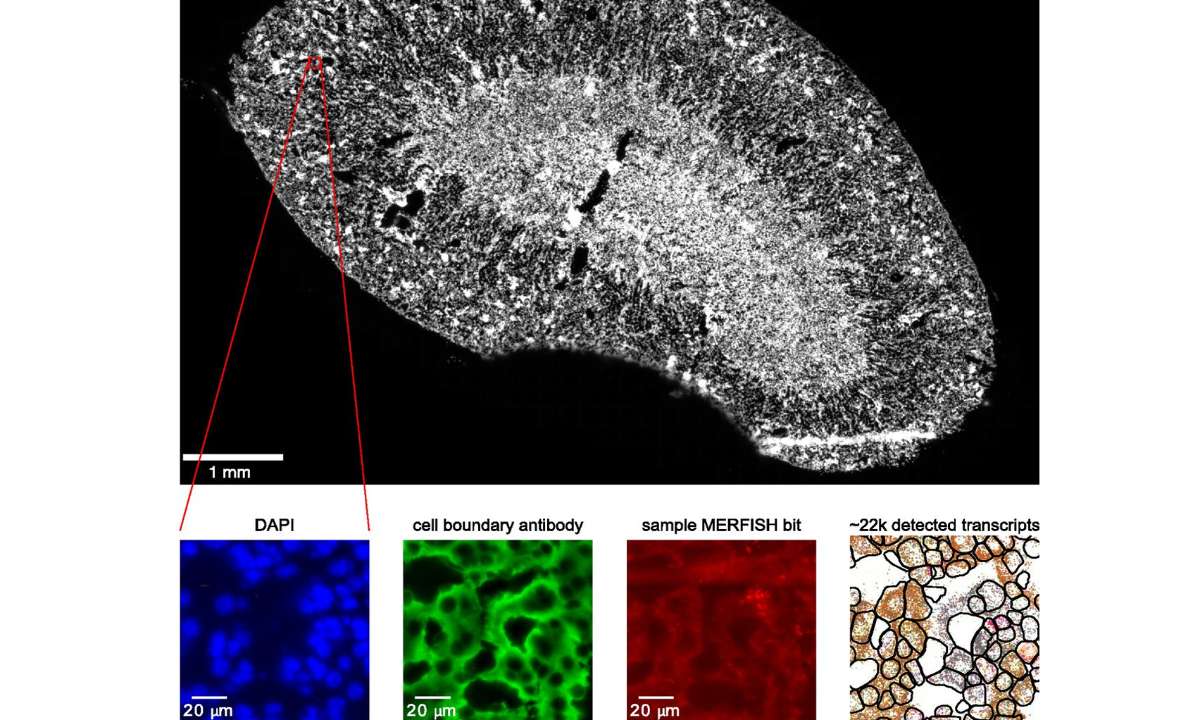 Case Study: Massively Multiplexed Single-Molecule Imaging Using ...