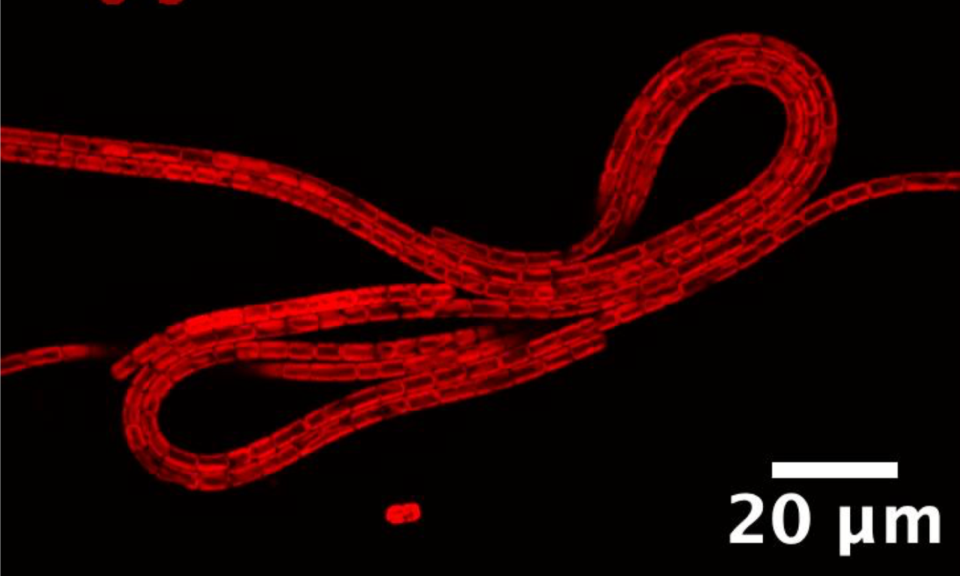 Lumencor Resources | Solid-State Illumination for Microscopy & More