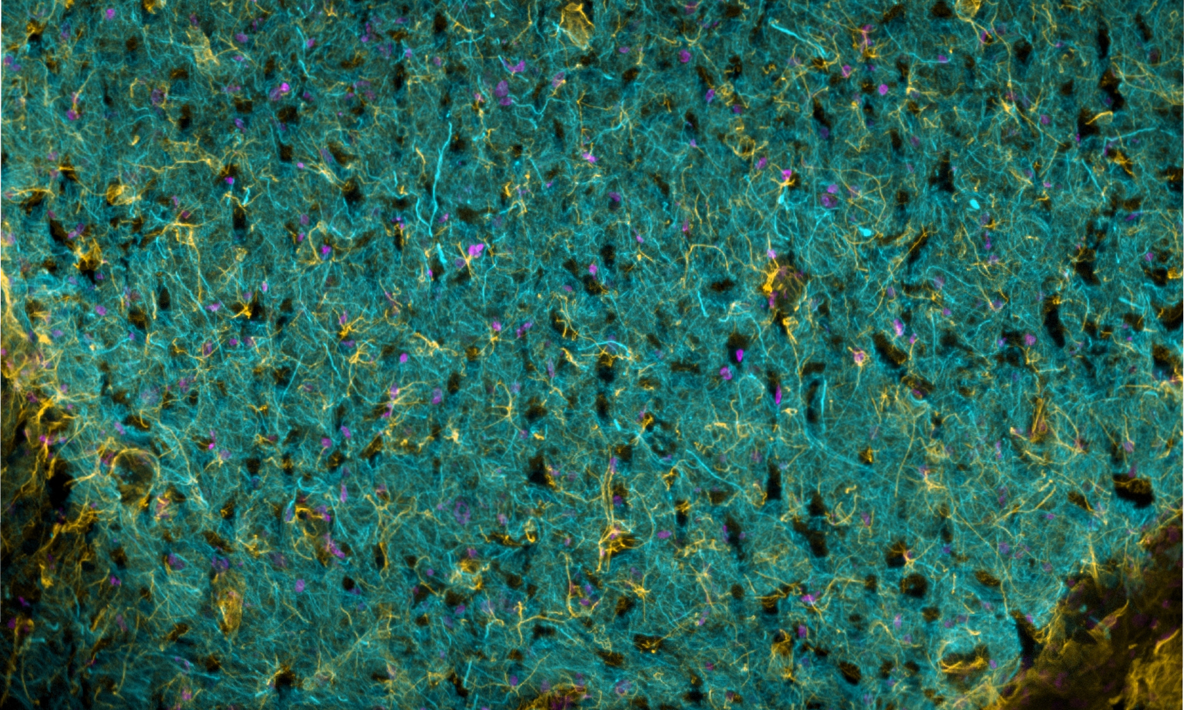 Lumencor Resources | Solid-State Illumination for Microscopy & More