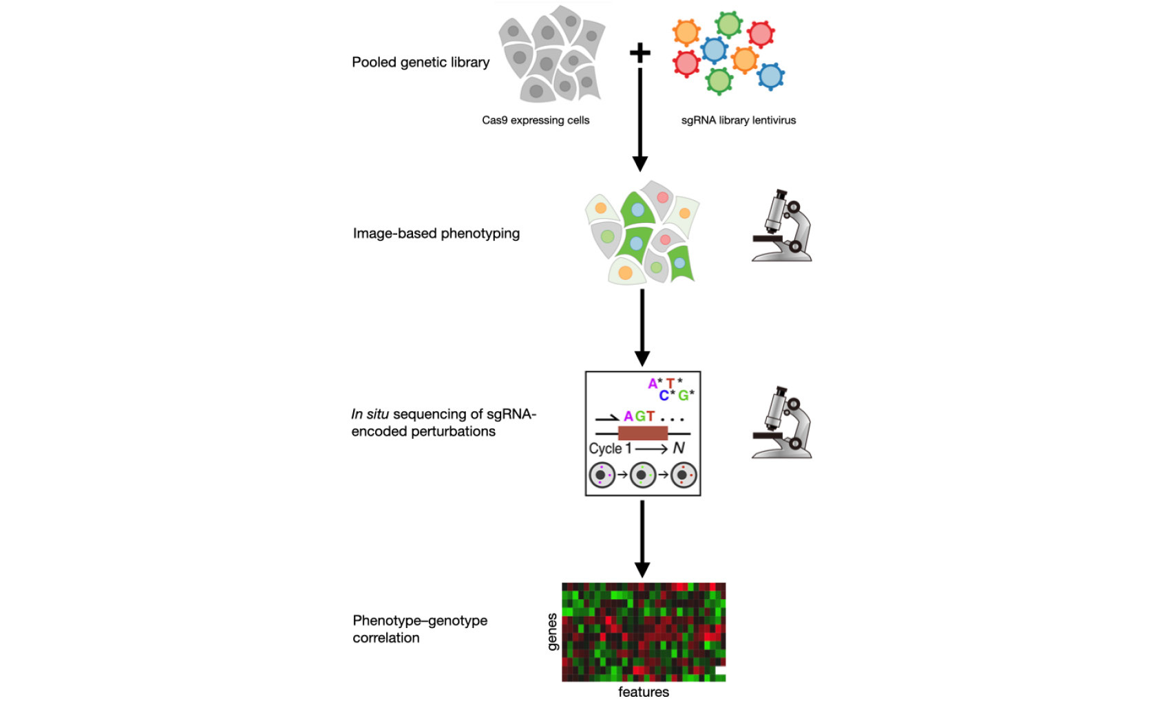 Optical Pooled Screening using the CELESTA Light Engine