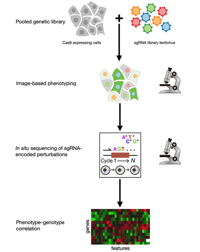 Optical Pooled Screening using the CELESTA Light Engine