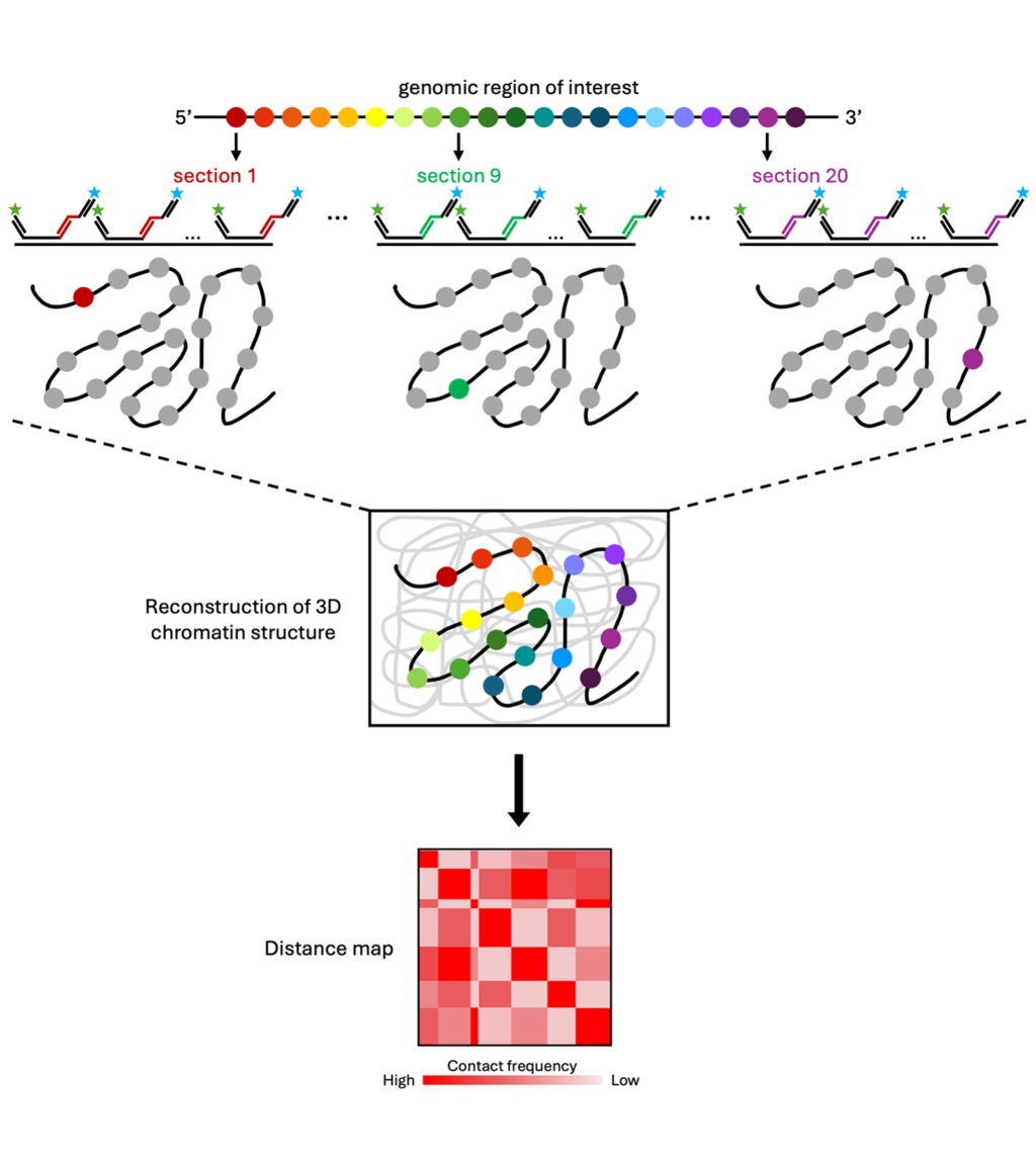Optical Reconstruction of Chromatin Architecture using the CELESTA Light Engine