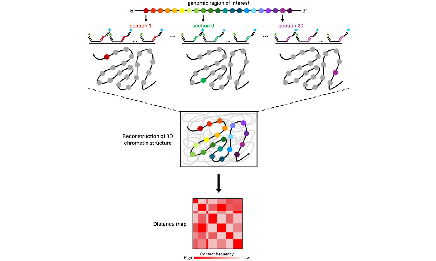 Optical Reconstruction Of Chromatin Architecture Using The Celesta