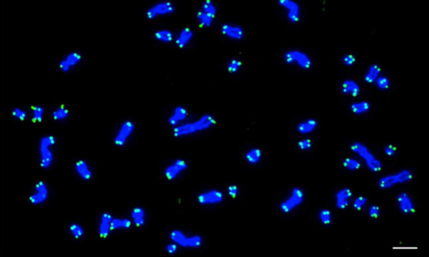 Solid-State SOLAs Light Up FISH (Fluorescence In Situ Hybridization)