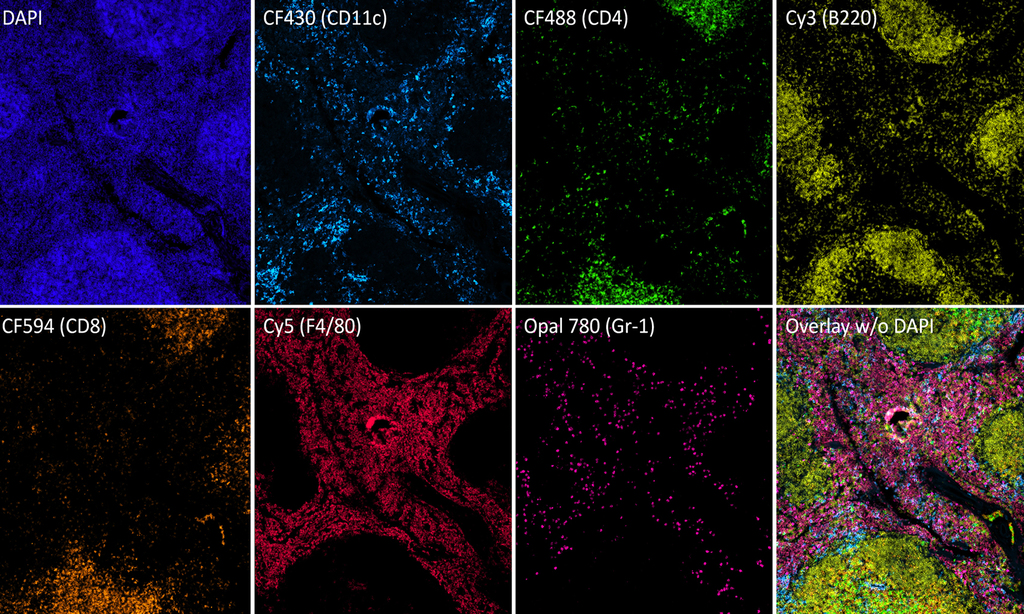 Multiplexed Fluorescence Detection with the new SPECTRA X Light Engine ...