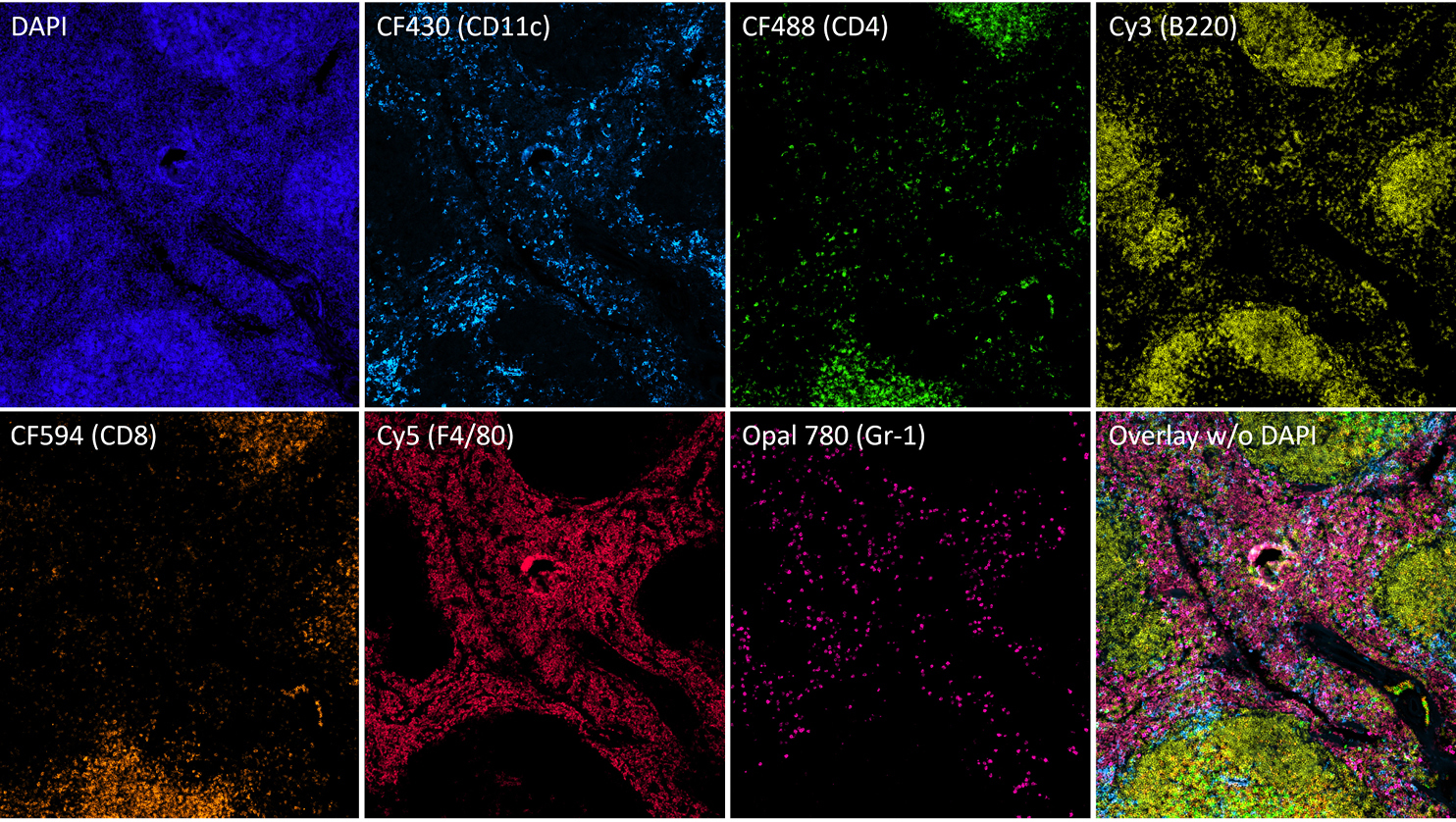 Multiplexed Fluorescence Detection with the new SPECTRA X Light Engine ...