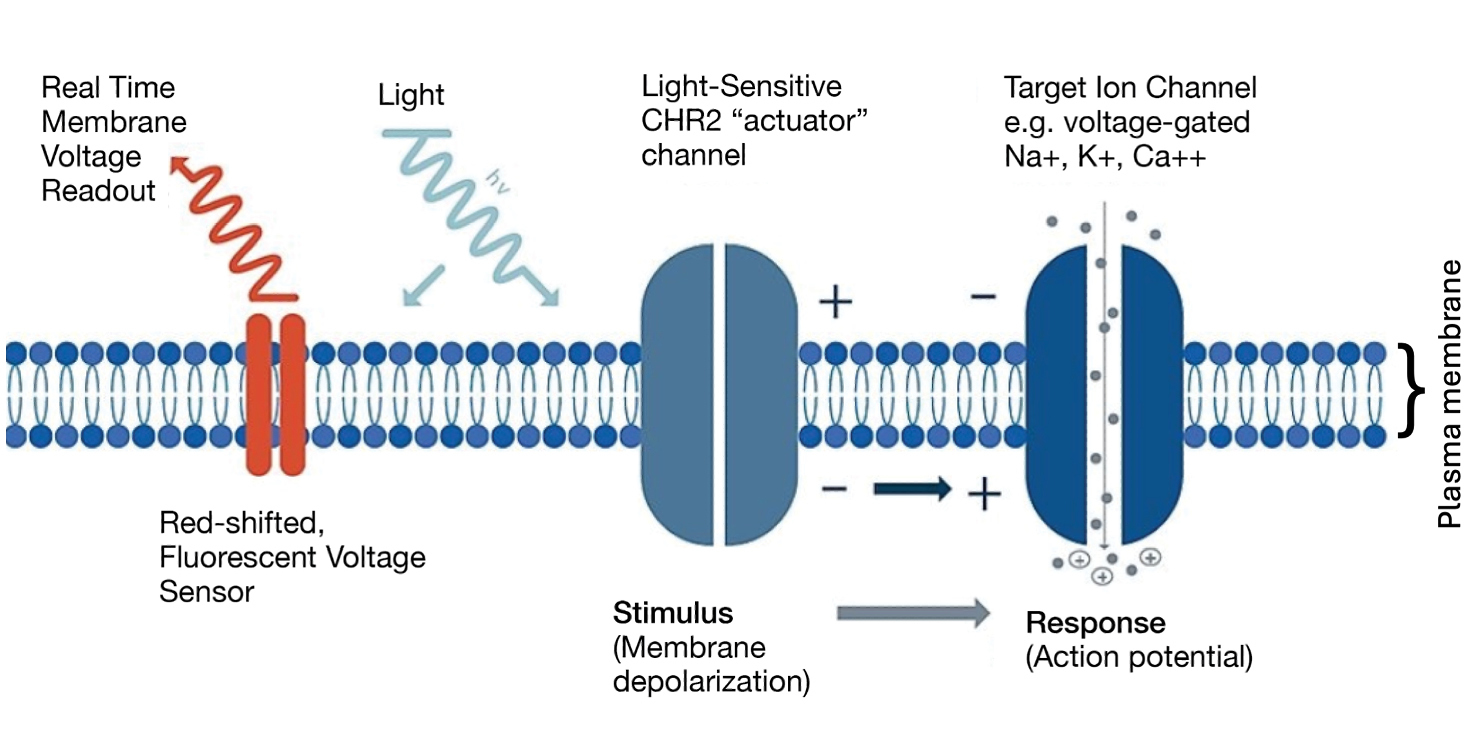 VOLTA Scanner: High-Throughput Cardiomyocyte Electrophysiology with an ...