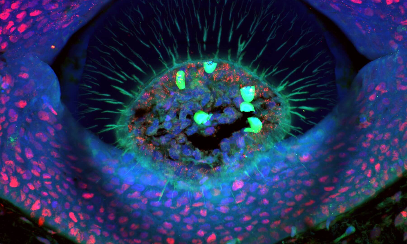 Lumencor Resources | Solid-State Illumination for Microscopy & More