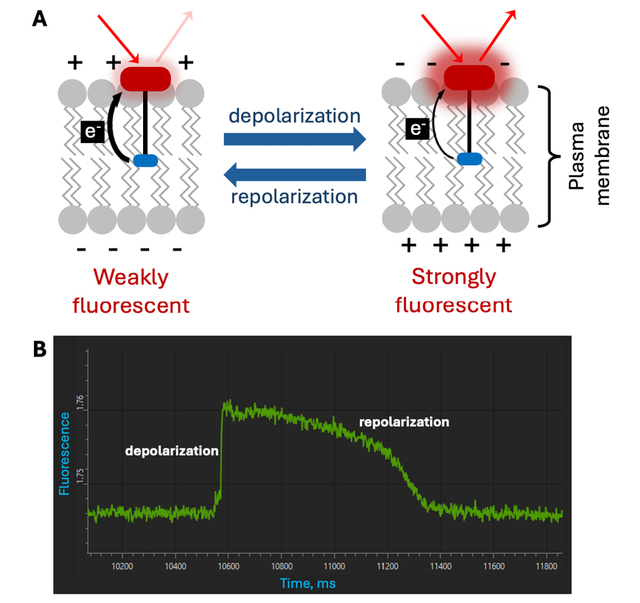 Bursting with Benefits: Optophysiology with BeRST Voltage Sensitive Dye