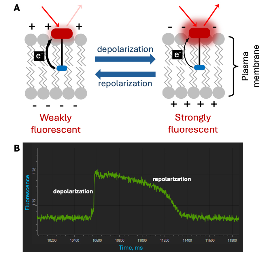 Bursting with Benefits: Optophysiology with BeRST Voltage Sensitive Dye