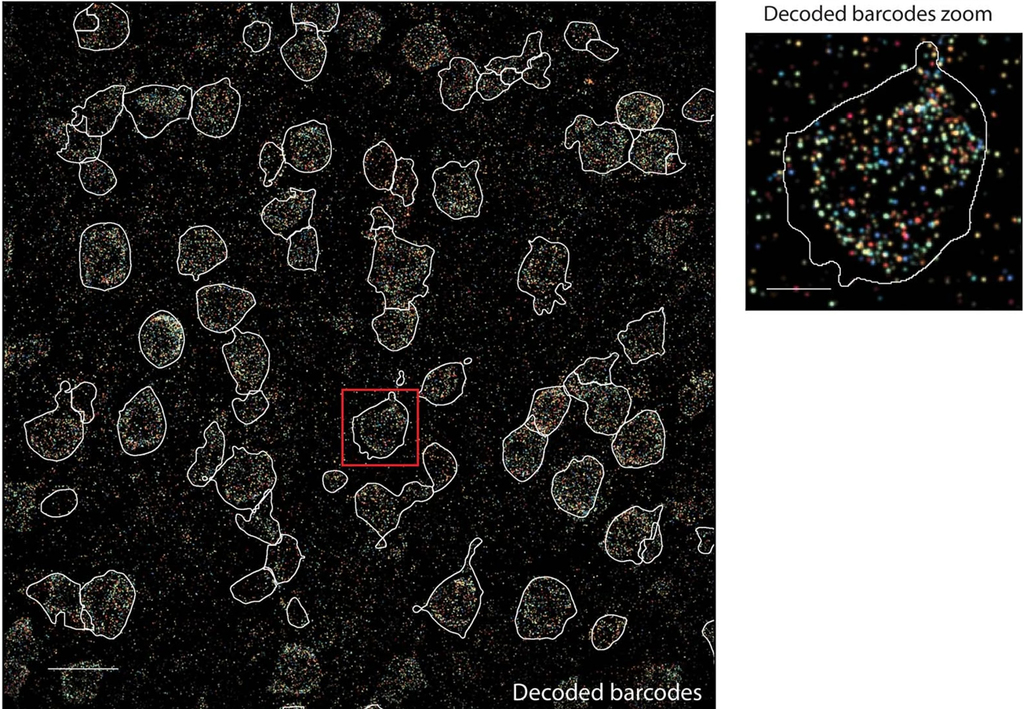 Optimizing CELESTA Light Engine Output to Improve MERFISH Workflows ...