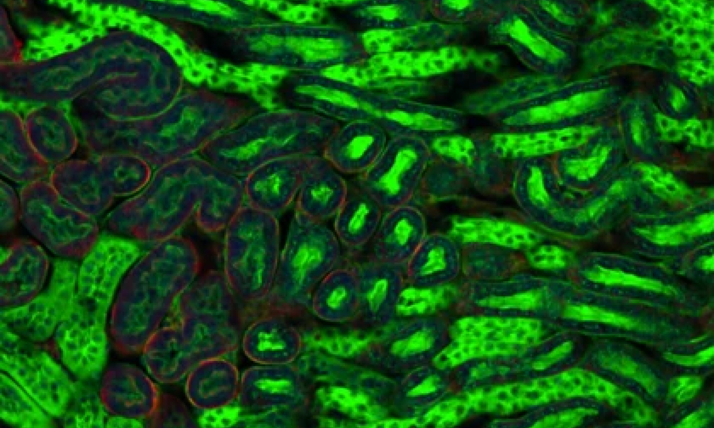 Lumencor Resources | Solid-State Illumination for Microscopy & More