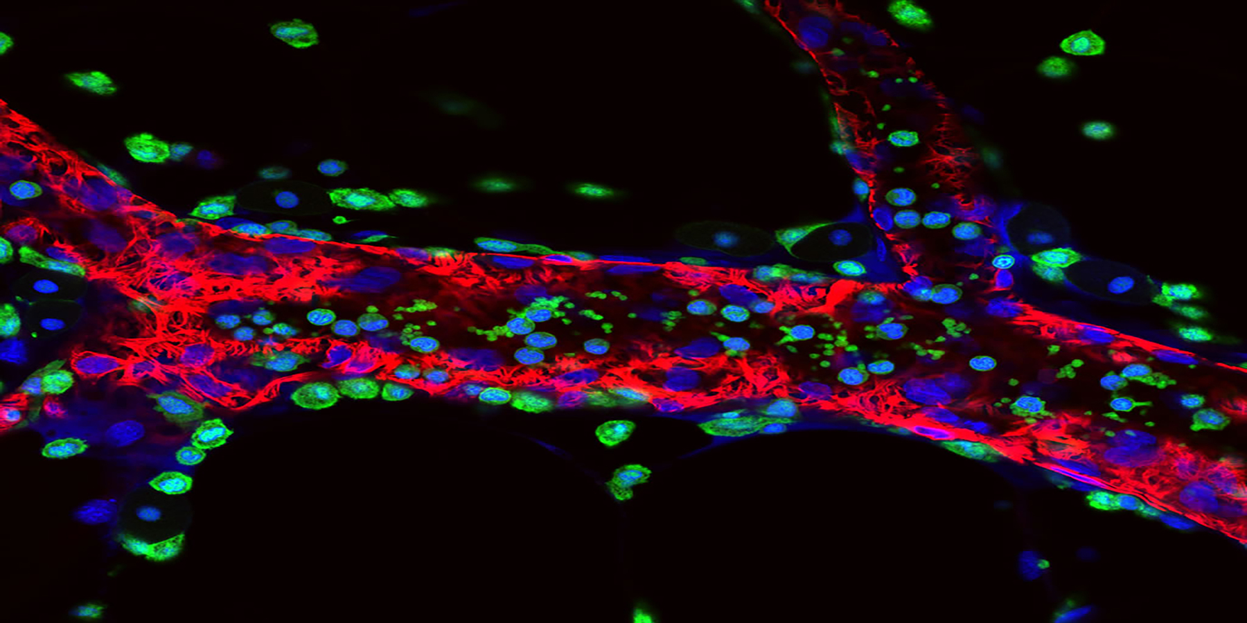 Lumencor Leadership | Advancing Microscope Lighting & Design