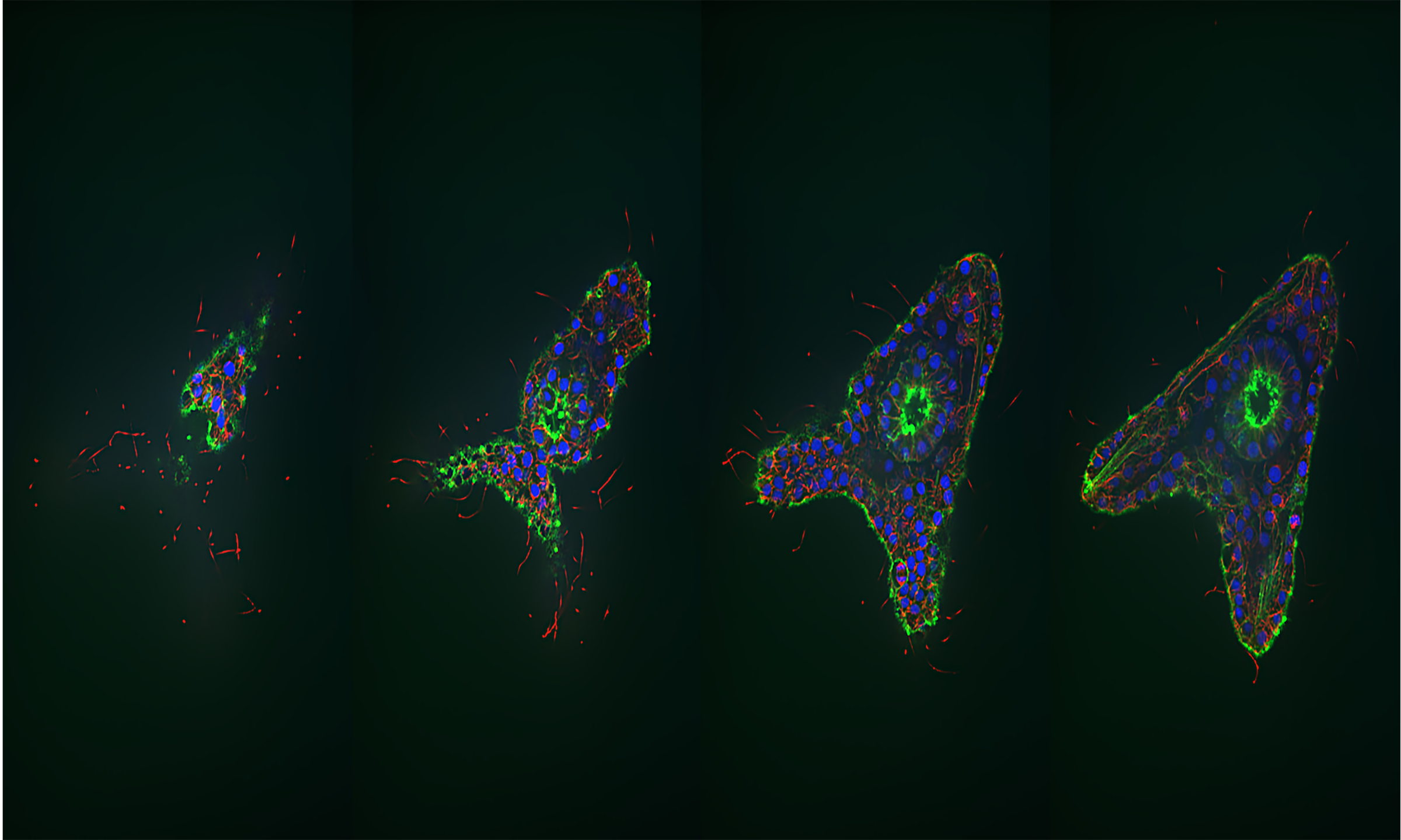 Light Microscopy | Microscope Light Sources from Lumencor