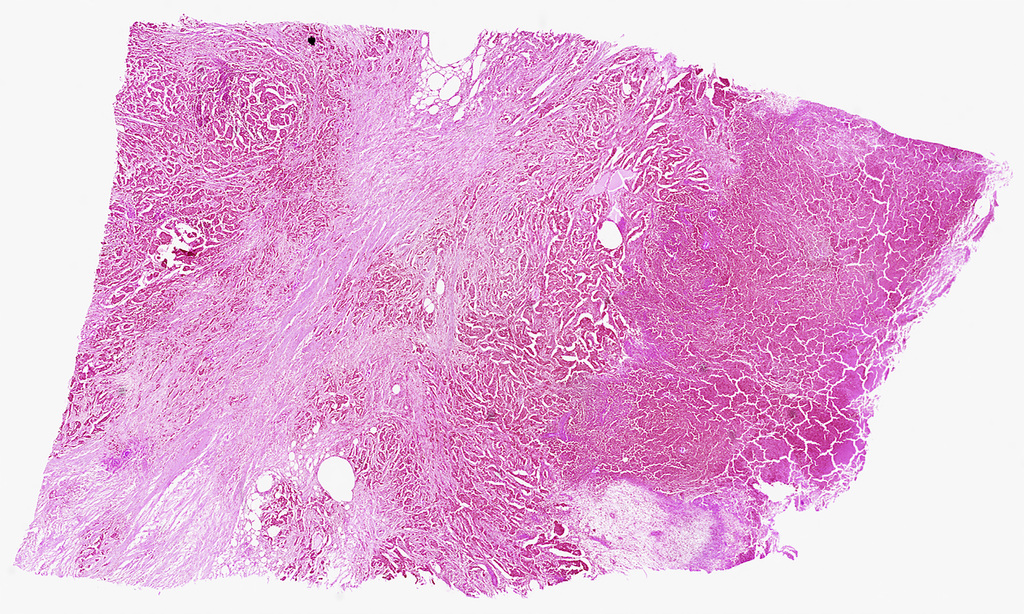 Fluorescence Light Sources for Diagnostic Testing | Lumencor