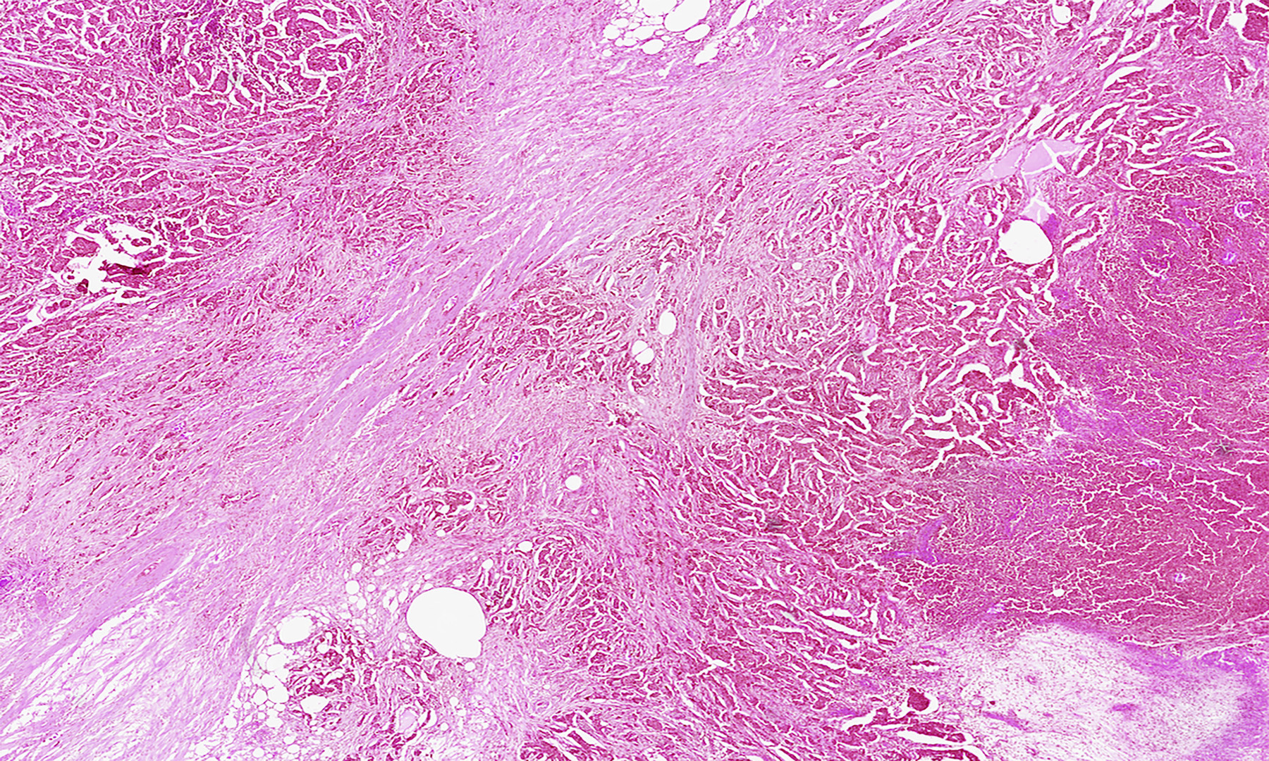Advancing Bioanalysis with Solid-State Microscope Lighting