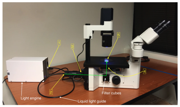 How Lumencor Optimizes Solid-State Illumination for Microscopy