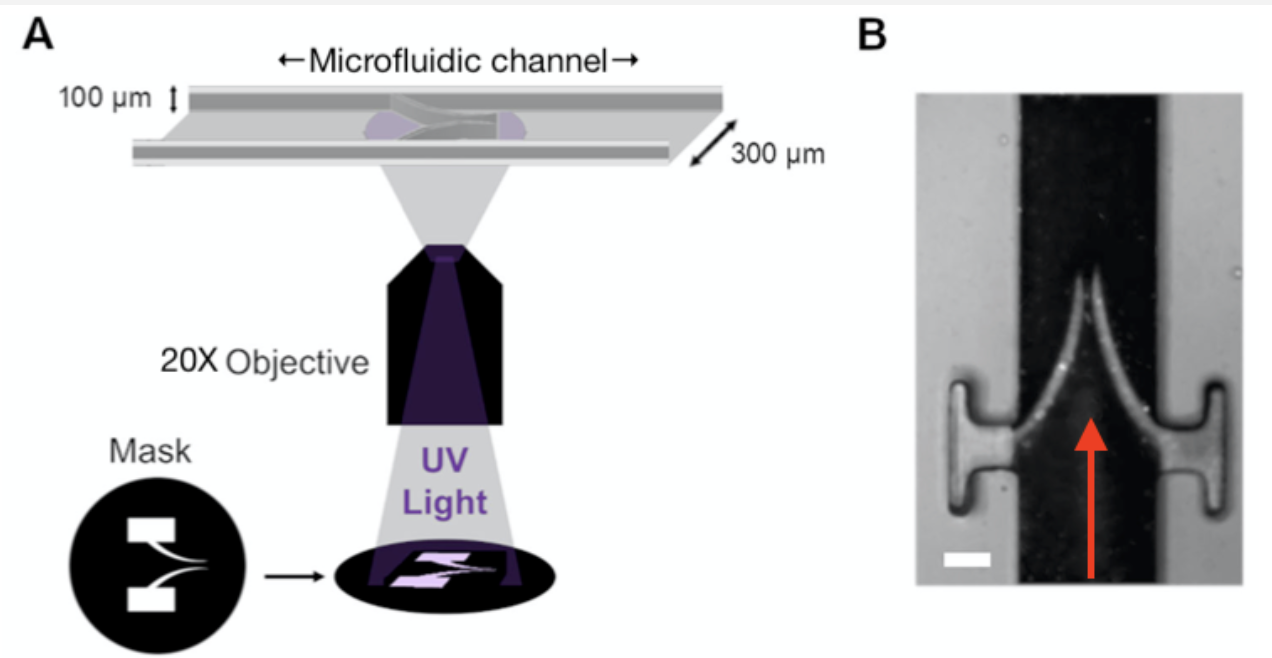Ultraviolet Microscope Illumination for Bioanalysis with SOLA