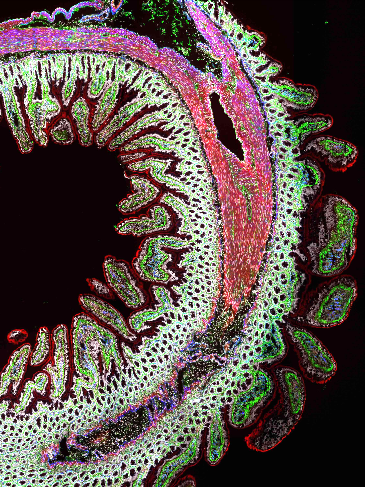 Laser Light Sources | Laser Systems for Microscopy & More