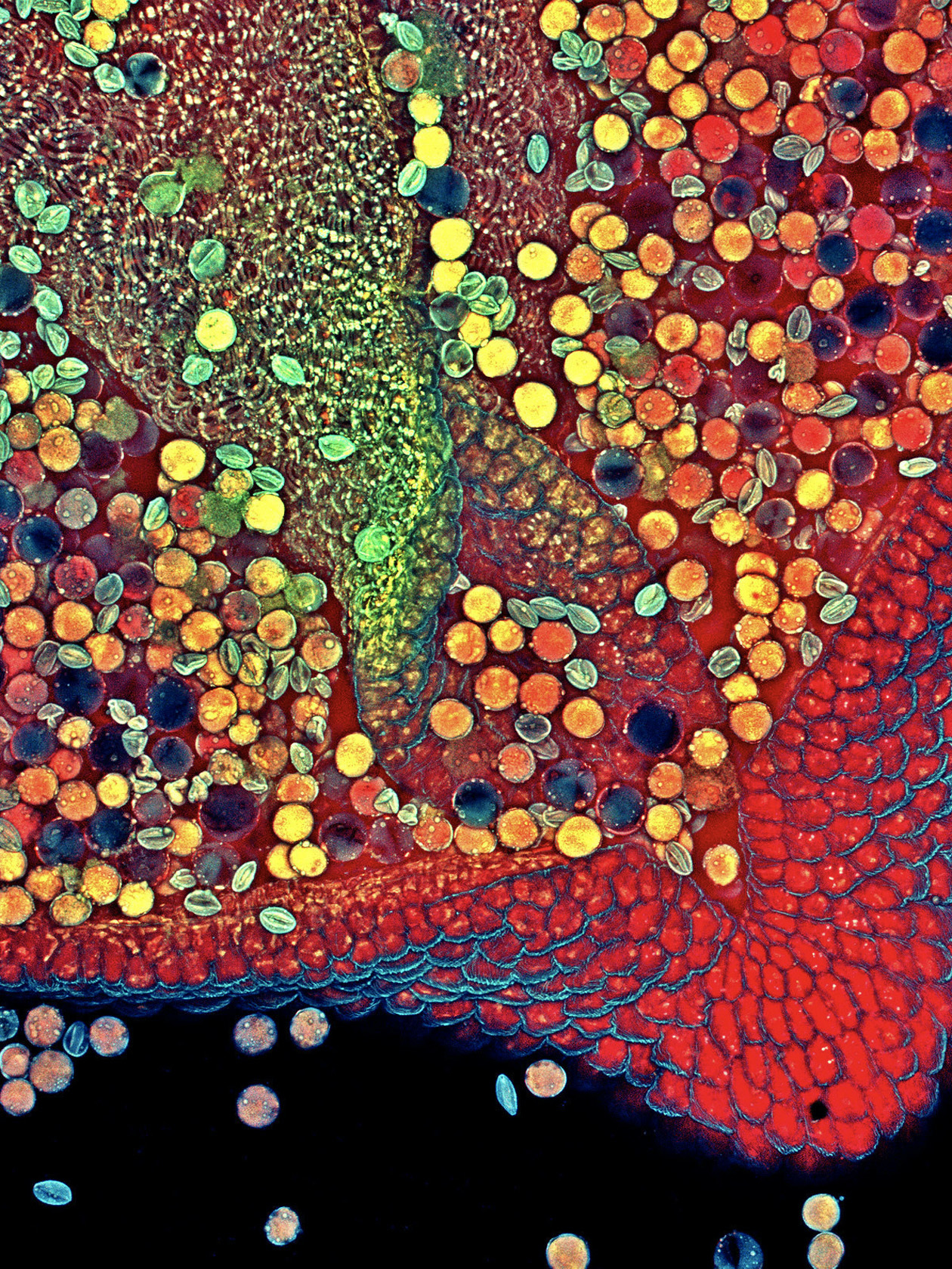 OEM Microscope Lighting | Solid State Illumination Systems