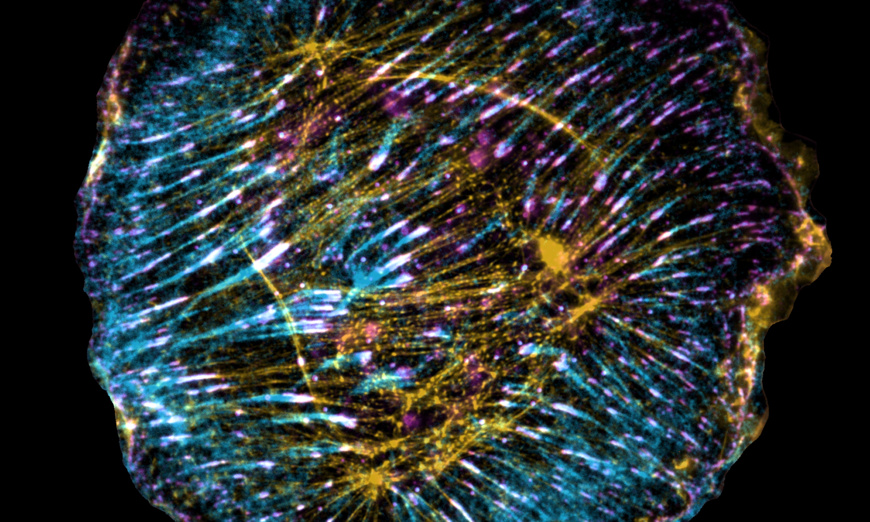 Lumencor Earth Day Microscopy Imaging Contest!