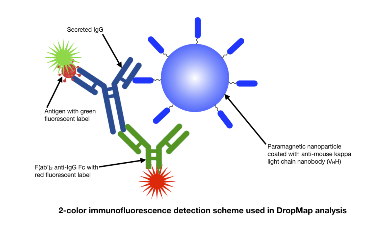 Fluorescence Microscopy: Single-Cell Immunization Responses | Lumencor