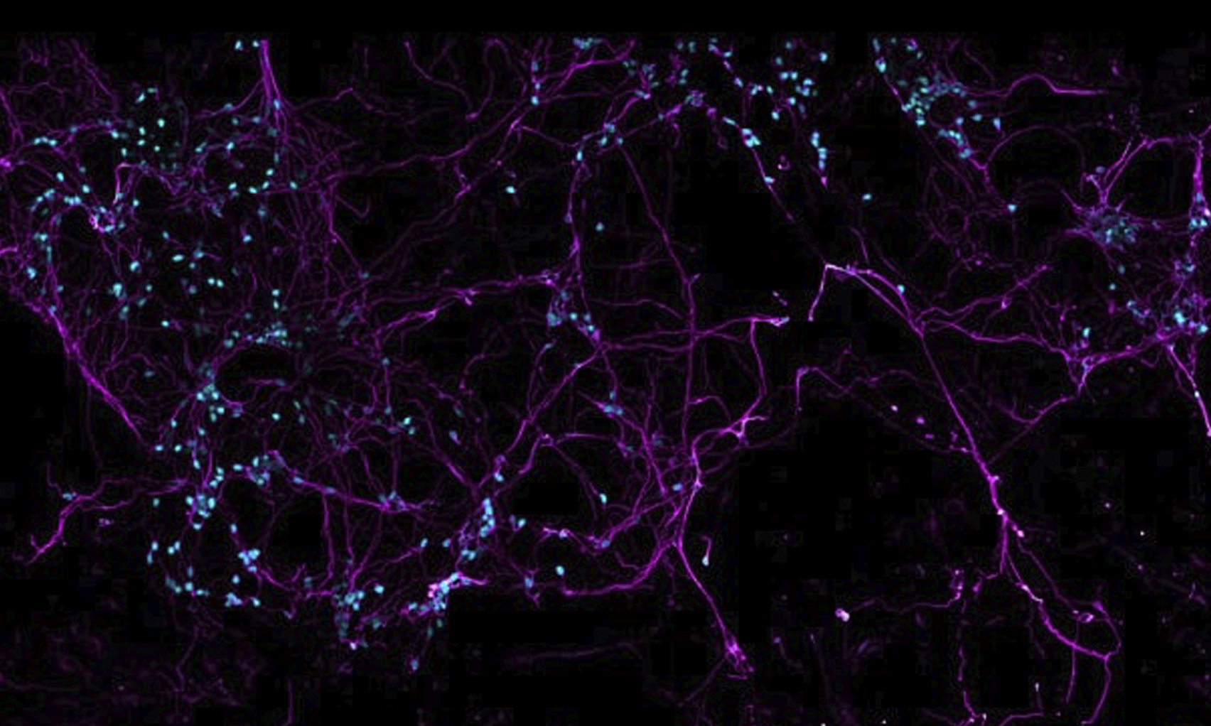 Sustainable Microscope Lighting with Standby Mode | Lumencor