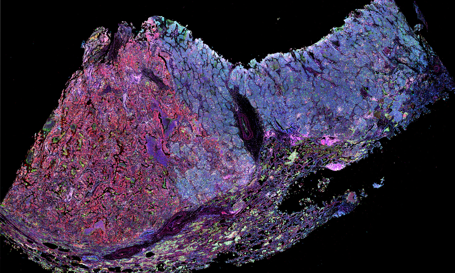 Winners: Earth Day Light Microscopy Imaging Competition | Lumencor
