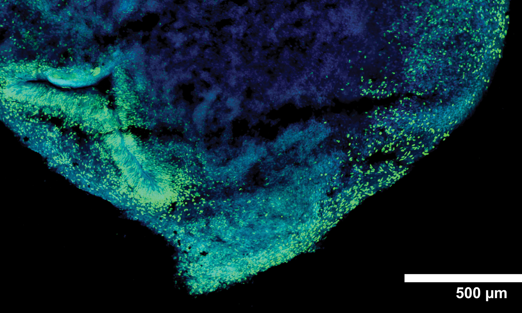 Lumencor Resources | Solid-State Illumination for Microscopy & More