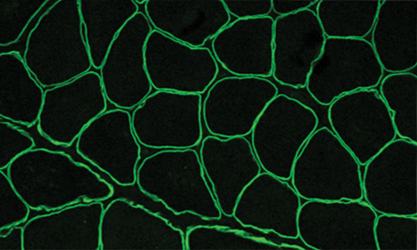 Lumencor Resources | Solid-State Illumination for Microscopy & More