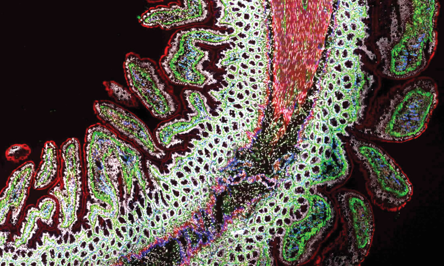 Lumencor Resources | Solid-State Illumination for Microscopy & More