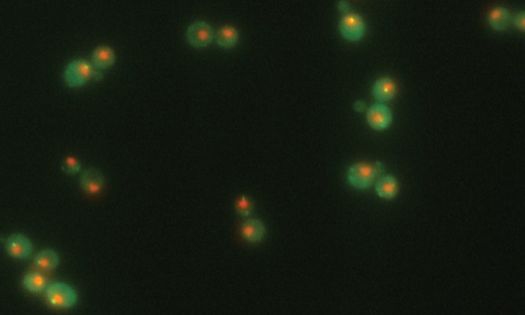 Lumencor Resources Solid State Illumination For Microscopy And More