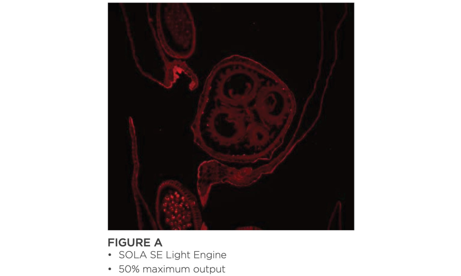 Give your microscope a SOLA upgrade and look forward to brighter days ...