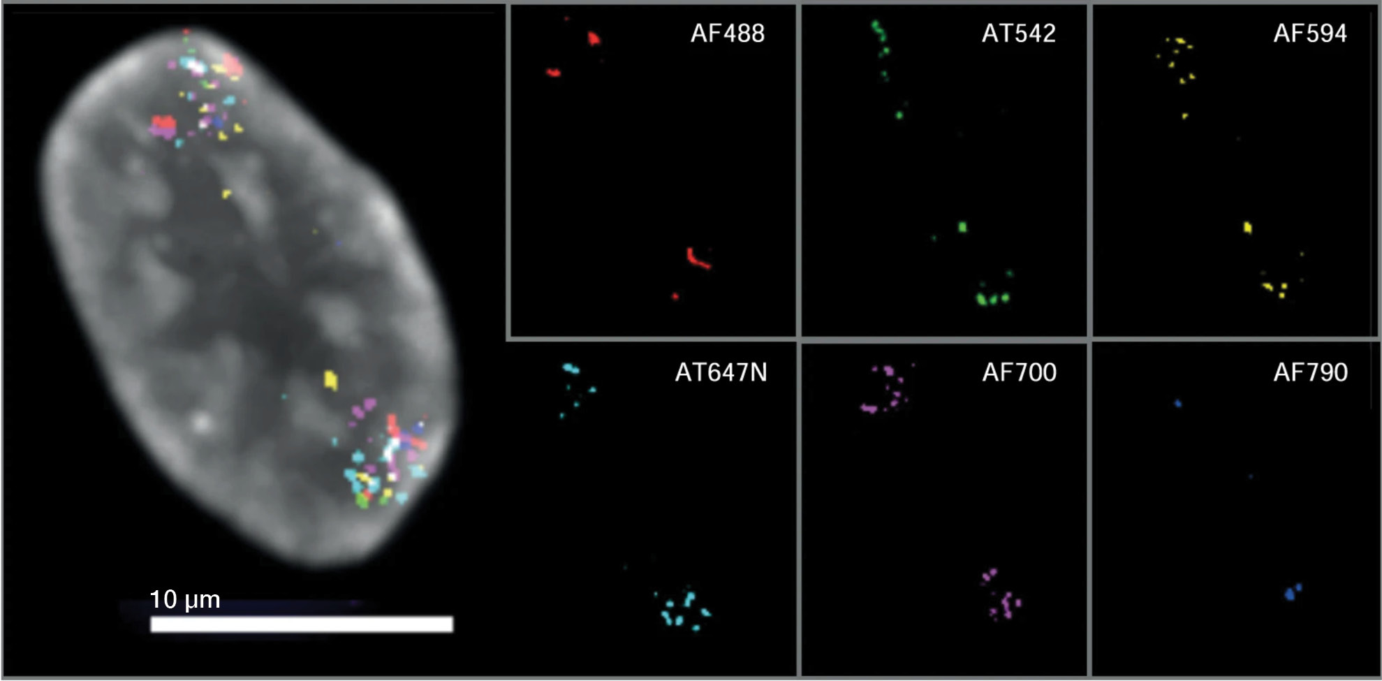 Simultaneous Visualization Of 16 Dna Loci In Single Cells Using The